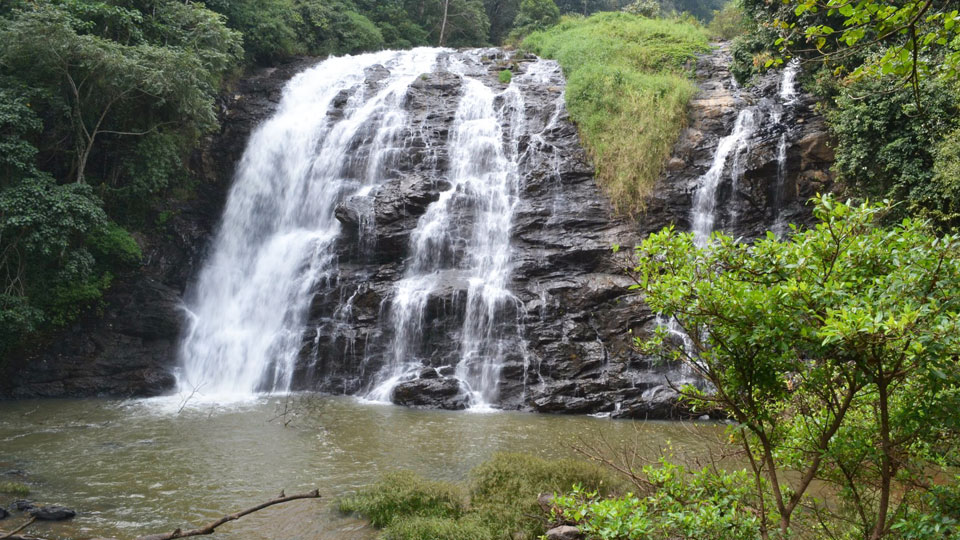 WAYANAD – COORG | Brook And Dale